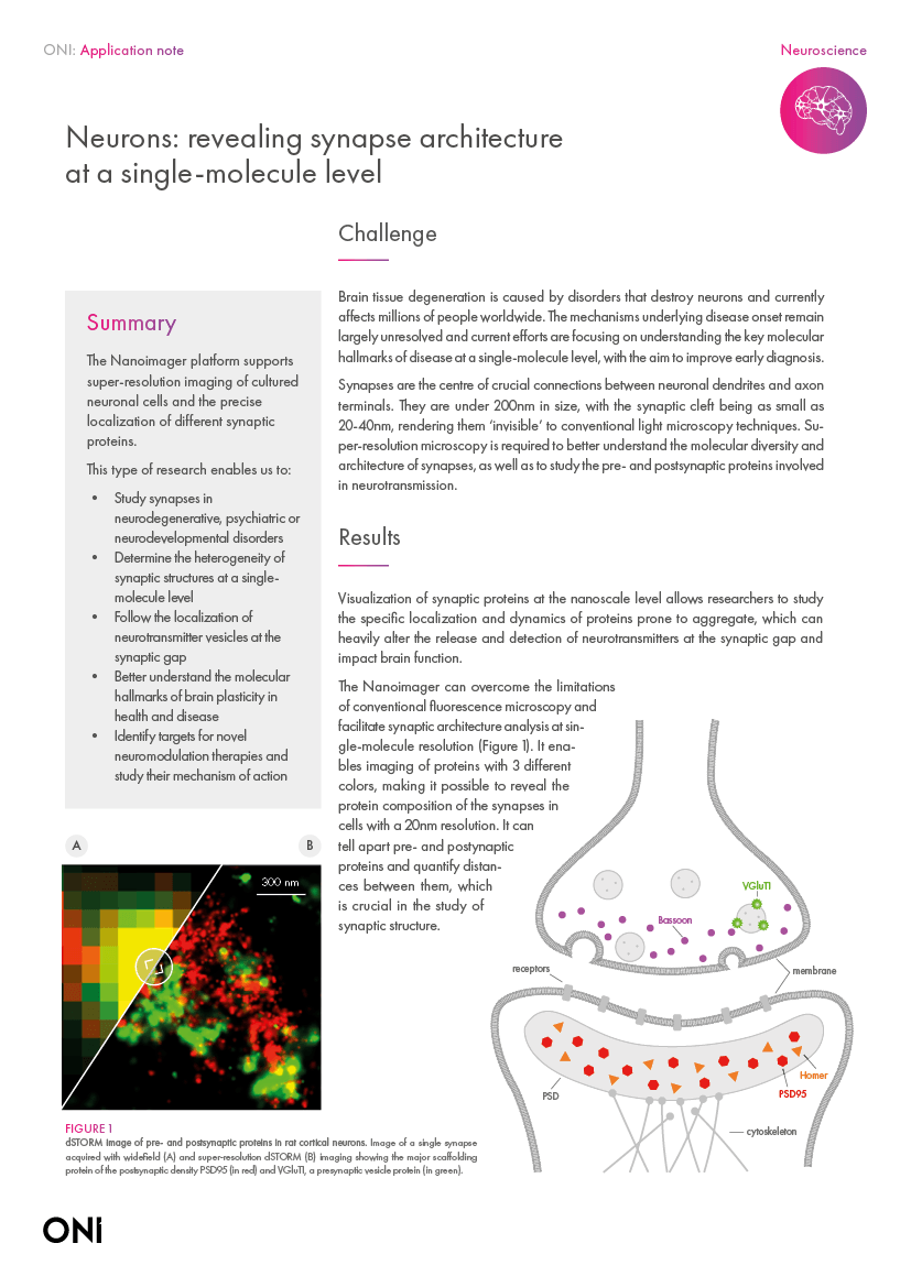 Neurons: revealing synapse architecture at a single-molecule level | ONI