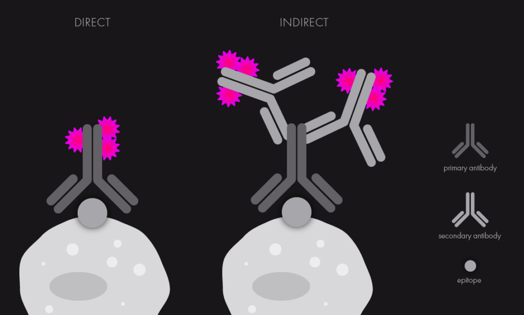 Immunofluorescence a simple overview | ONI