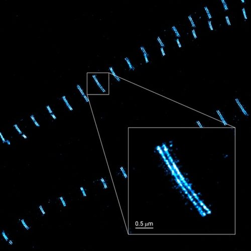 Immunofluorescence a simple overview | ONI