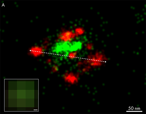 Viral Particle Imaging | ONI