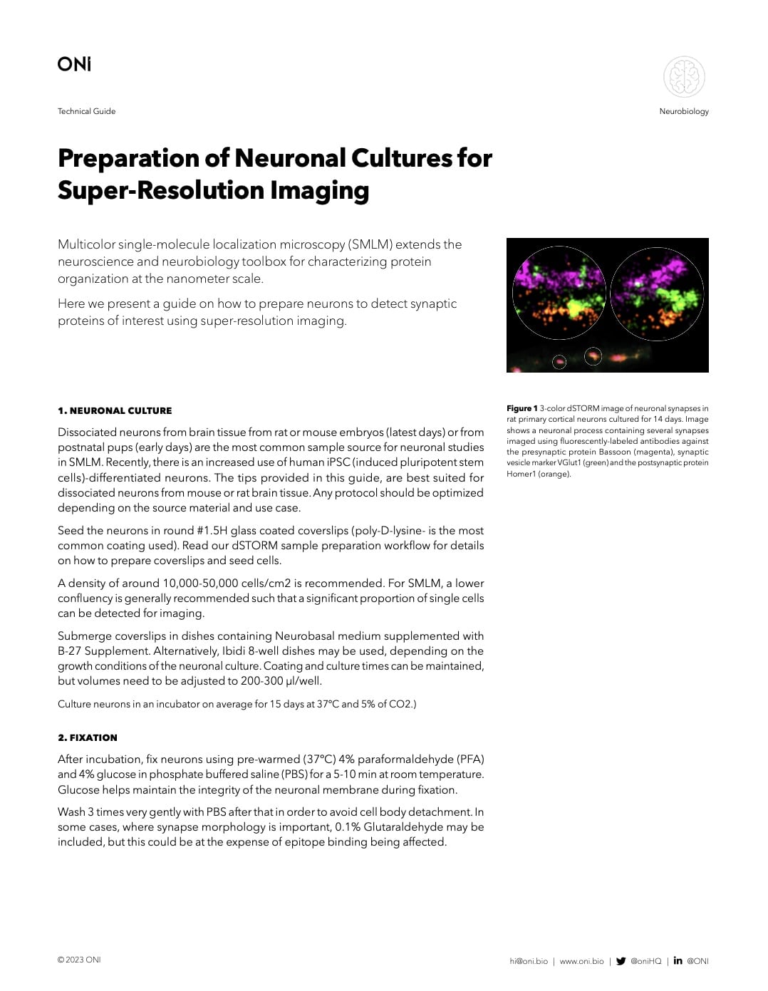 Preparation of Neuronal Cultures for Super-Resolution Imaging | ONI