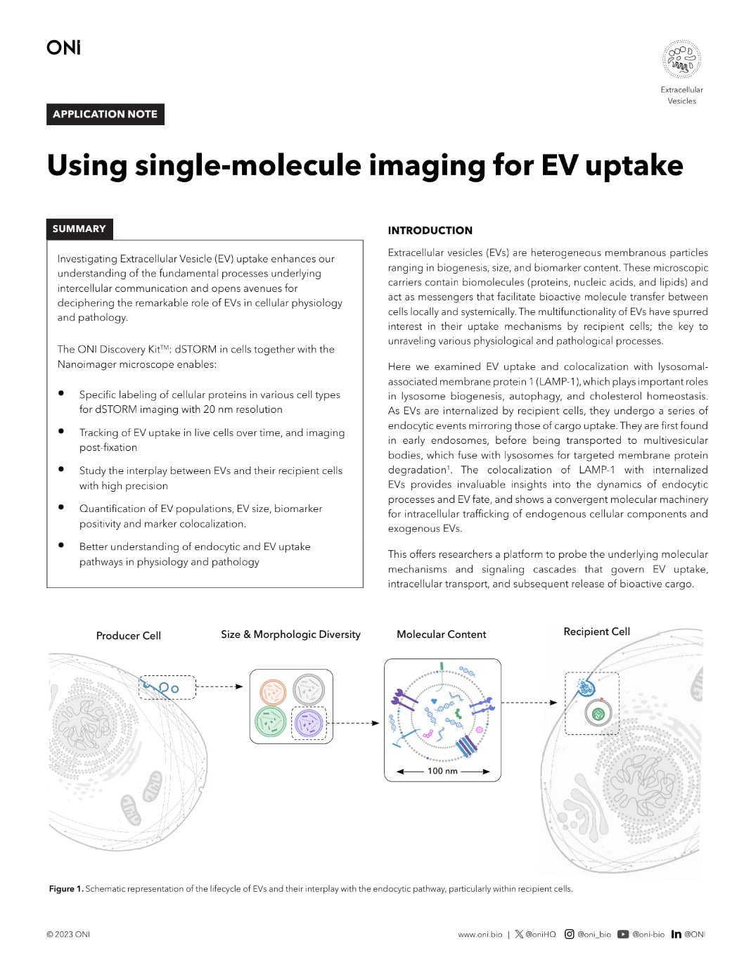 Using single-molecule imaging for EV uptake | ONI