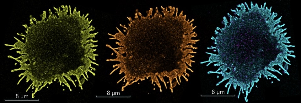 Webinar "Super-resolution microscopy - from single molecule to cell ...